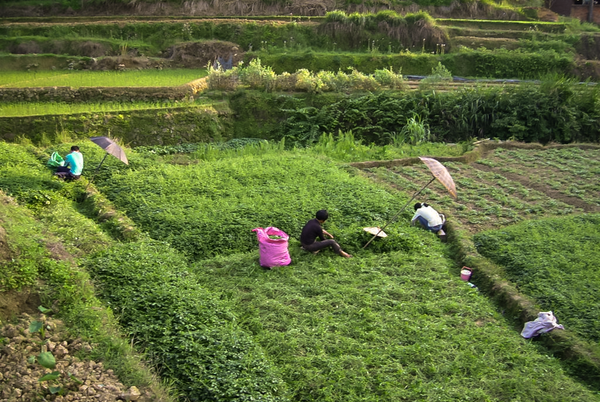 Spring Dragon Tea (20 Bags) | Dragon Herbs | Raw Living UK